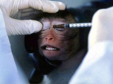 monos-laboratorio - José Cárdenas